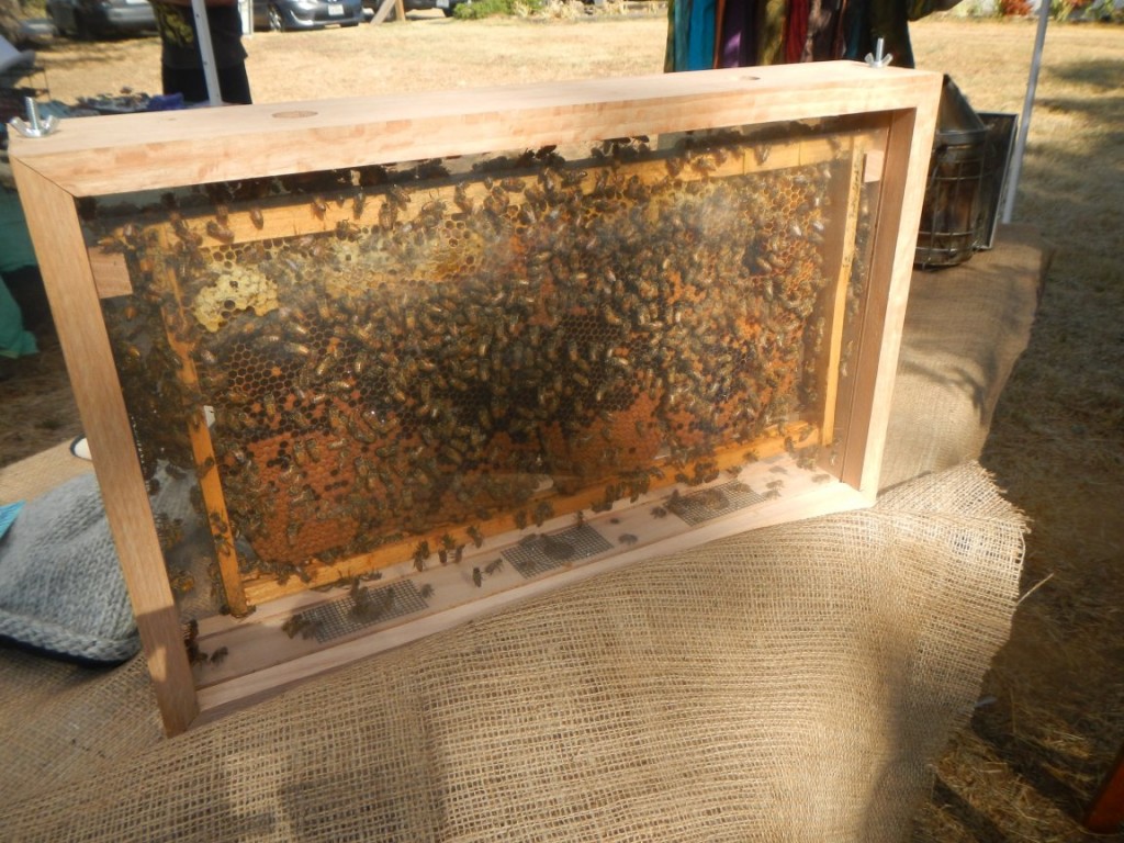 Observation Hive – DIY Beekeeping Project « Harmony Hollow Apiaries