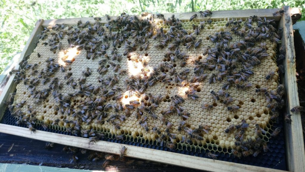 NUCS – Bees for sale – Nucleus Colonies for 2021 « Harmony Hollow Apiaries